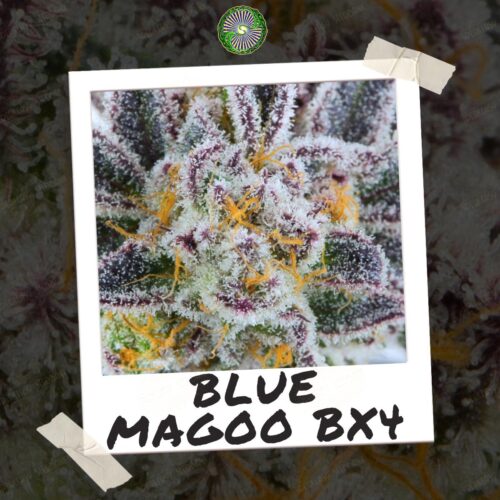 Blue Magoo BX4 strain | A Precious Secret Wrapped in Silk Ribbon