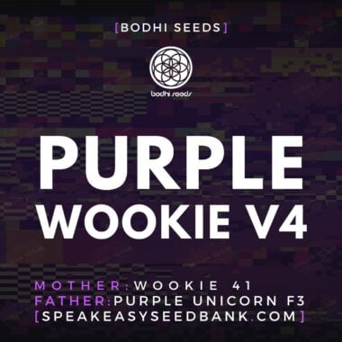 Purple Wookie V4 strain | Amethyst Smoke and Galactic Grit